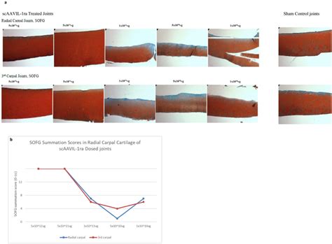 Effects Of Viral Gene Transfer On Cartilage Quality A Photomicrograph