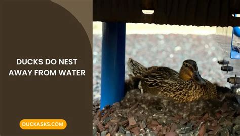 What Does A Duck Nest Look Like Duck Asks