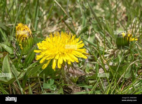 Dandelion Taraxacum Officinale Is A Broadleaf Plant That Can Grow In