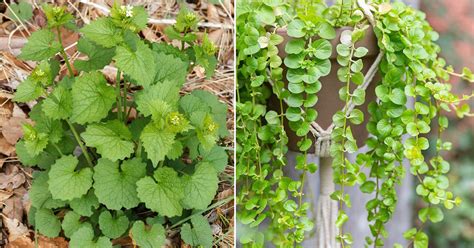 10 Creeping Charlies Look Alikes Indoor Garden Web