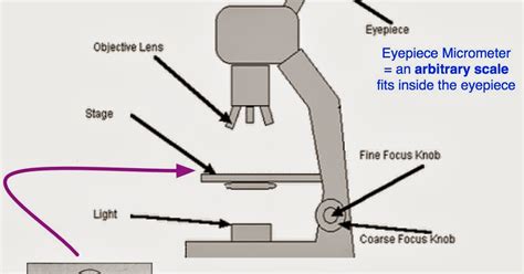 Measurements Under The Microscope