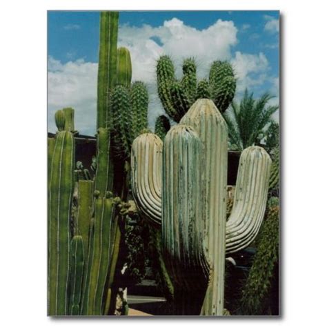 Southwest Cactus Postcard Saguaro Cactus Postcard Ideas Saguaro