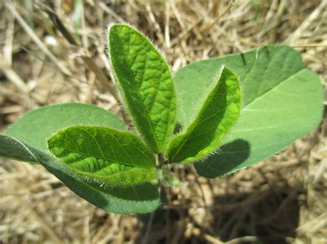 Grain Crops Update Soybean Yield Expectations When Planting In July