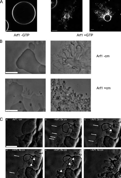 Membrane Surface Activity Of Arf1 And Coatomer A Membrane Surface