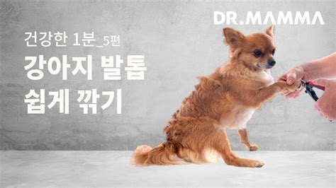 건강한 1분 5편 강아지 발톱 쉽게 깎기 닥터맘마 수의사팀 Youtube