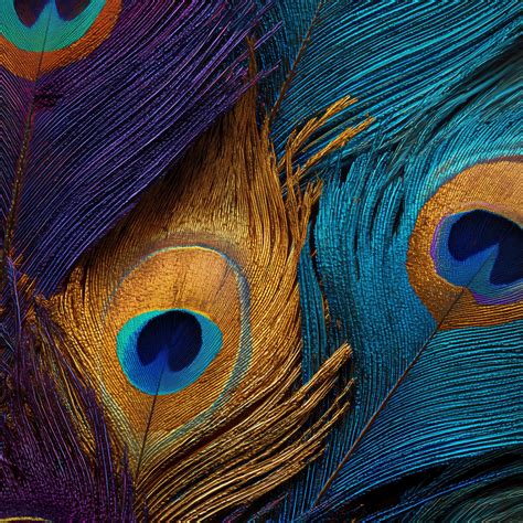 Peacock Feather Art Print Jewel Tone Nature Inspired Wall Decor Etsy