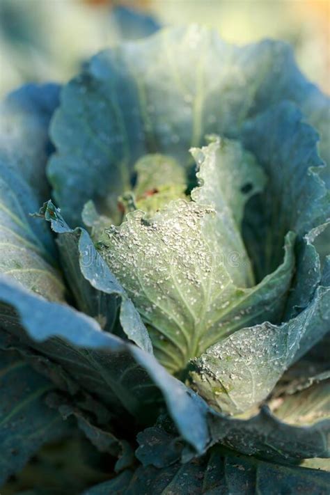 Aphids On Cabbage Stock Image Image Of Crop Aphids 203797697