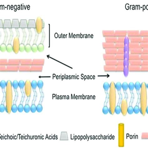 Schematic Differentiation Of The Gram Negative And Positive Cells 78