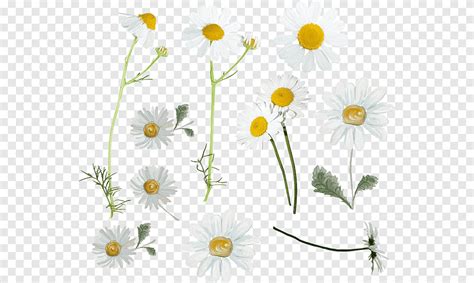 Oxeye 데이지 독일 카모마일 Dendranthema Lavandulifolium Tripleurospermum 꽃 카밀레 꽃 해바라기 Png Pngegg