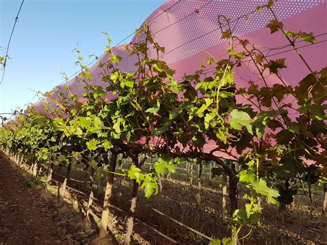 Water Use Efficiency Opti Harvest