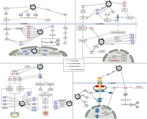 Cells Free Full Text The Regulatory Role Of Microrna In Hepatitis B