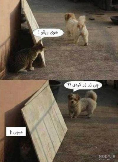 میم گربه ای 🐱 تستچی