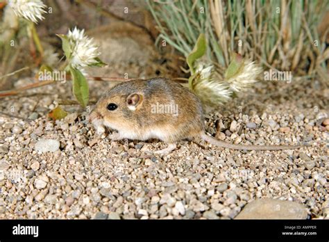 Pocket Mouse Bingerez