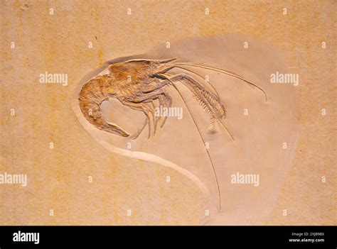Fossil Of Extinct Species Of Lobster Like Decapod Crustacean
