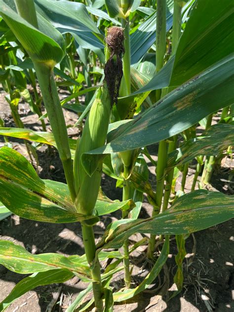 Corn Disease Update Week Ending July 16 2022 Mississippi Crop Situation