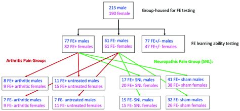 Experimental Design Rats Underwent Fear Conditioning And Extinction
