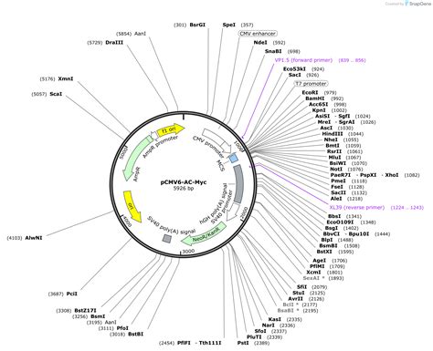 Pcmv6 Ac Myc Sequence And Map