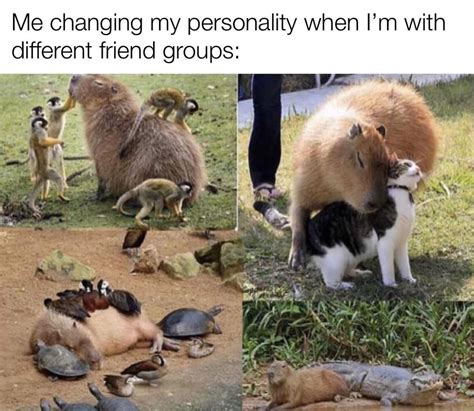 Me Too Capy Rcapybara