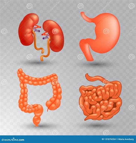 Vector Internal Organs Collection In Cartoon Style Anatomy Of Human