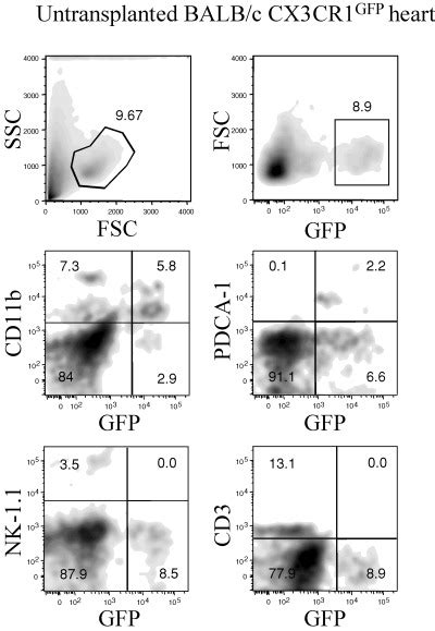 Myeloid And Plasmacytoid Dcs Constitute The Majority Of Donor Mhc Class