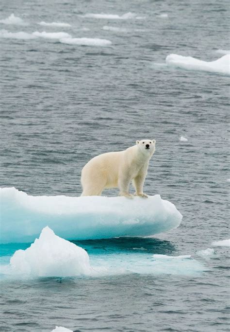 The Majesty And Misfortune Of The Worlds Polar Bears In Photos