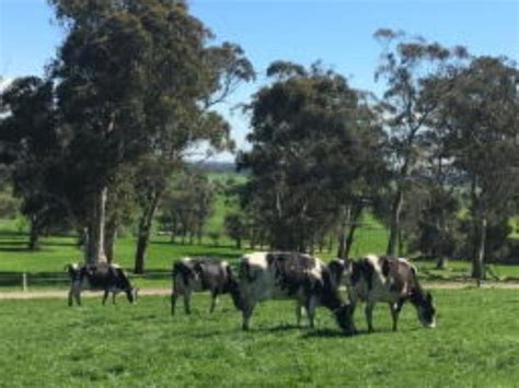 Lot 52 1 Dairy Cow Auctionsplus
