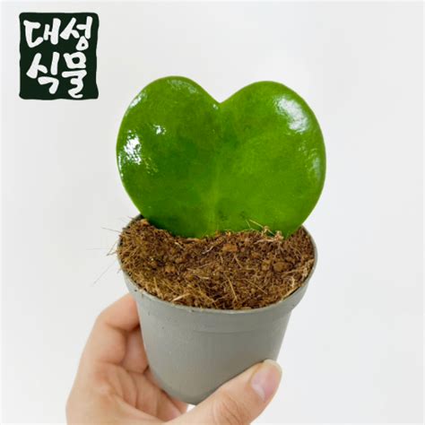 하트호야