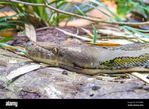 The Reticulated Python Malayopython Reticulatus Is A Species Of Snake