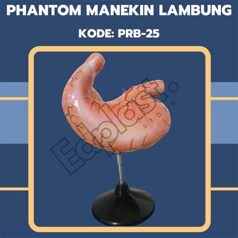 Jual PHANTOM TORSO ANATOMI ALAT PERAGA MODEL LAMBUNG BIOLOGI