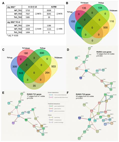 Genome Wide Gene Expression Analysis After RUNX3 TV1 Or TV2