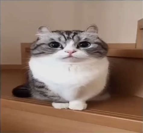 Создать мем кошка котик мем смешные коты Картинки Meme