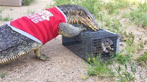 Lizard Finds Squirrel In Trap Eats Squirrel Youtube