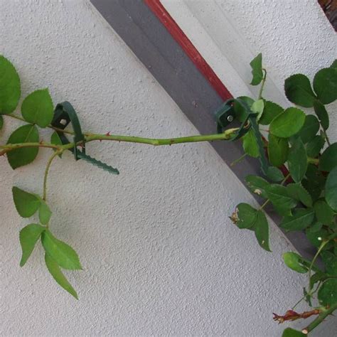 Fixation Murale Pour Plante Grimpante Achats Avantageux Sur Jardinpourvousbe