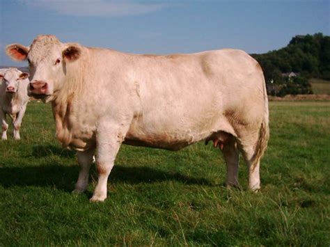Charolais Cattle Alchetron The Free Social Encyclopedia
