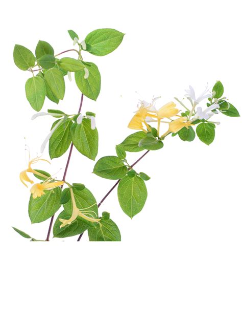忍冬 金银花