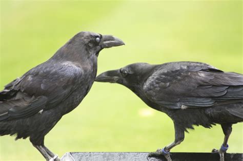 Ravens Have Social Abilities Previously Only Seen In Humans Ars Technica