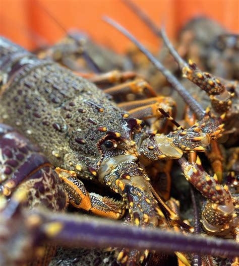General 1 — Saltwater Seafoods Nz