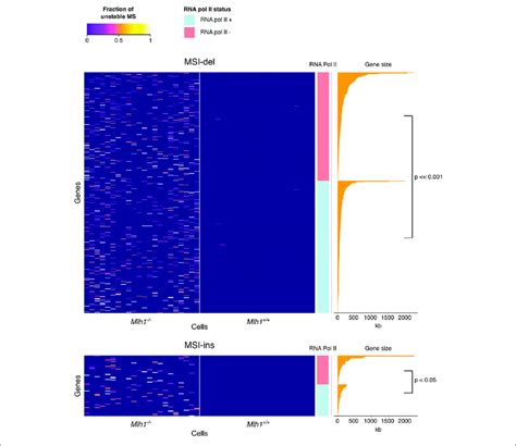 Msi In The Mouse Exome Is Enriched In Long Or Transcribed Genes Download Scientific Diagram