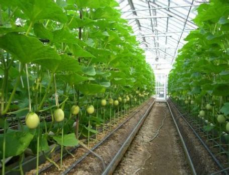 农业种植技巧早知道 发财农业网
