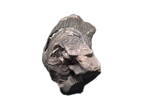 Brachiosaurus Tooth Morrison Formation The Daily Rex