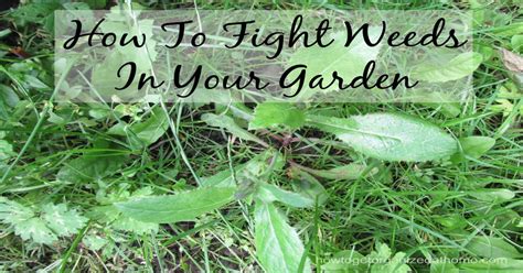 Fight Weeds How To Get Organized At Home