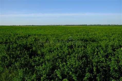Dense Green Grasses Grow In The Field Farmland Stock Image Image Of
