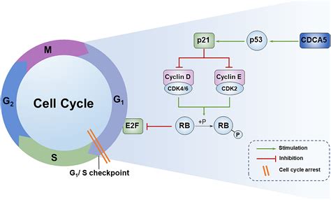 Cell Cycle Checkpoints P53