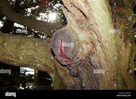 Bleeding Sap Hi Res Stock Photography And Images Alamy