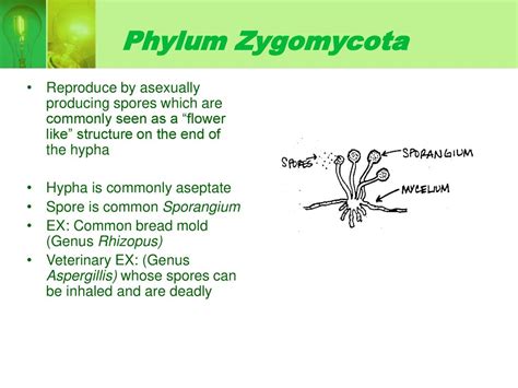 Kingdom Fungi Pima Medical Institute Veterinary Technician Program