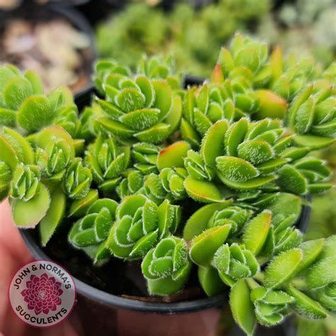 Crassula Lanuginosa Var Pachystemon David John And Normas