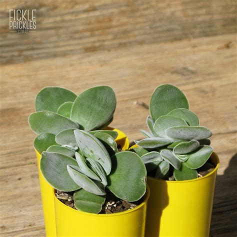 Crassula Cotyledonis Paddle Succulent Fickle Prickles