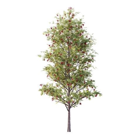 Rowan Fruit Tree 02 396234 3d Model Download 3d Model Rowan Fruit