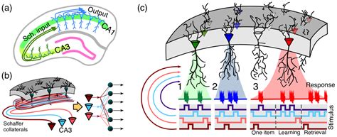 High Dimensional Brain In A High Dimensional World Blessing Of