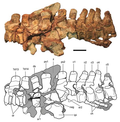 Axial Column And Pelvic Elements Of Eucnemesaurus Entaxonis Bp 1 6234